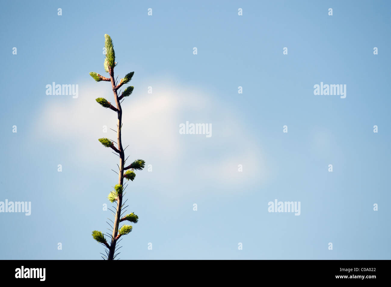 New growth on pine tree branches hi-res stock photography and images ...