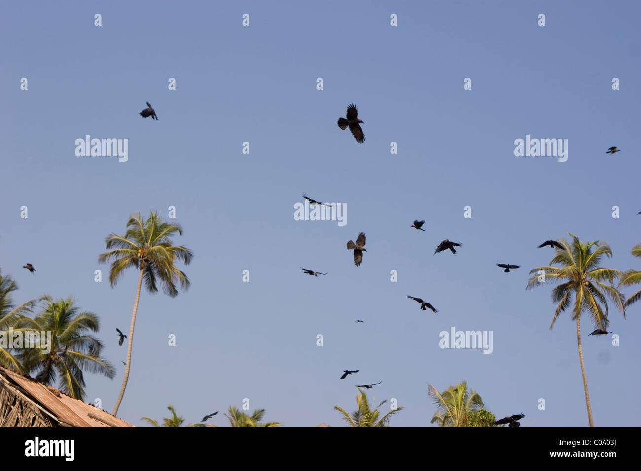 Goan birds hi-res stock photography and images - Alamy