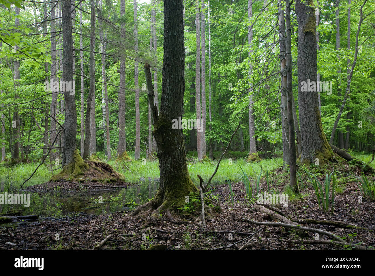 Old alder hi-res stock photography and images - Alamy