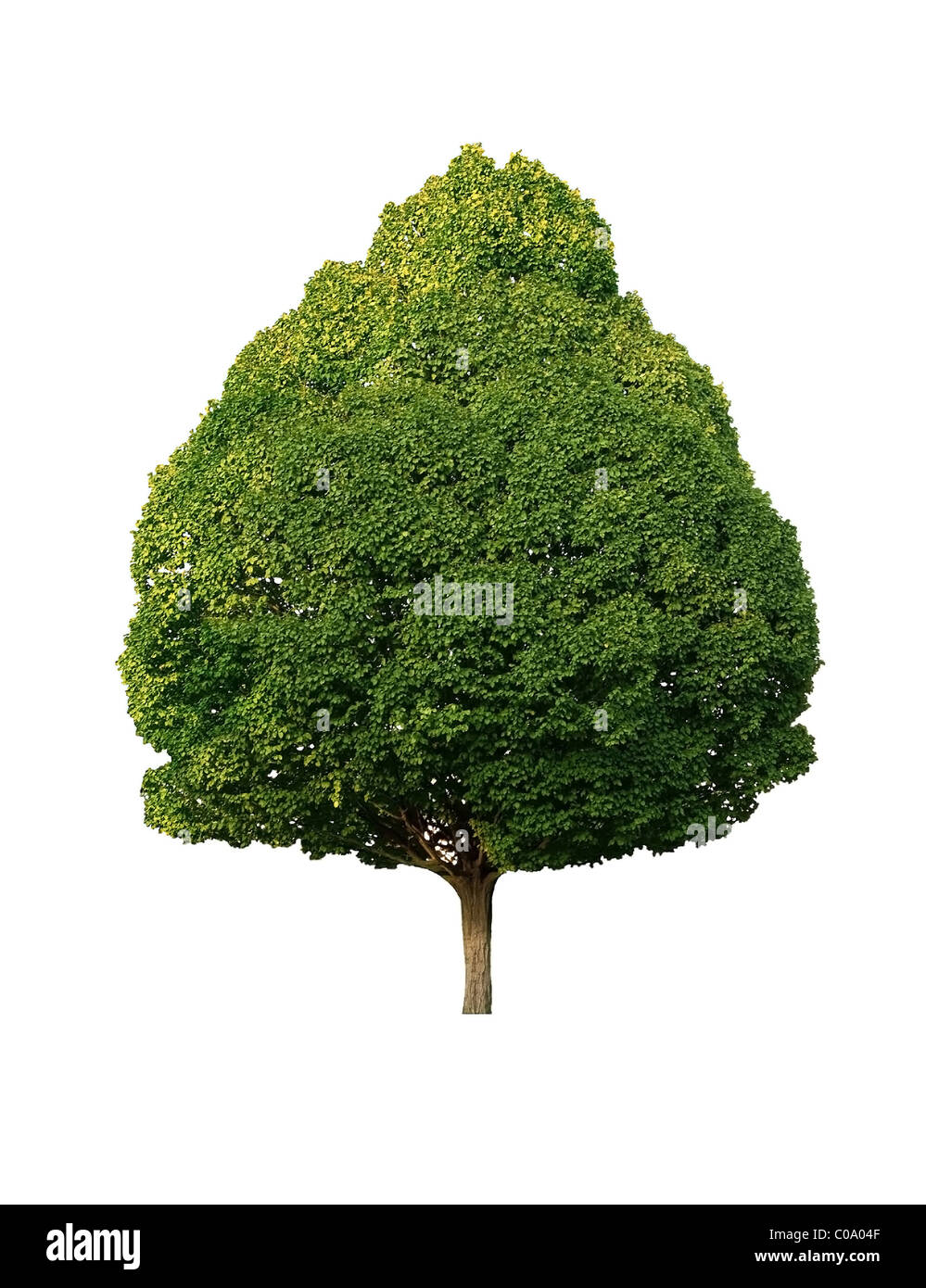 green tree isolated on white Stock Photo - Alamy