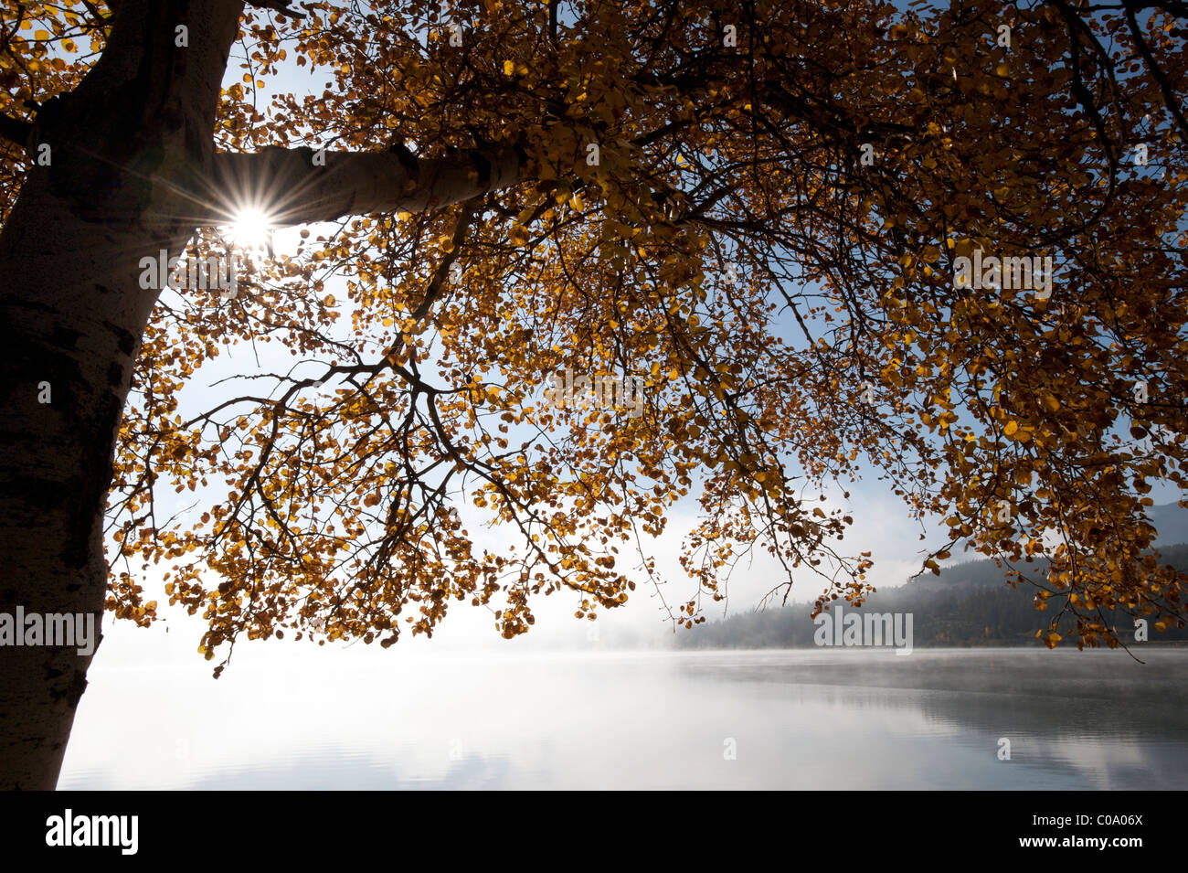 Fall tree lake hi-res stock photography and images - Alamy