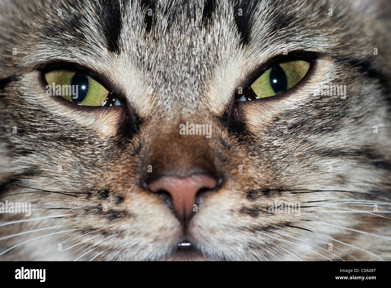 head of cat Stock Photo - Alamy