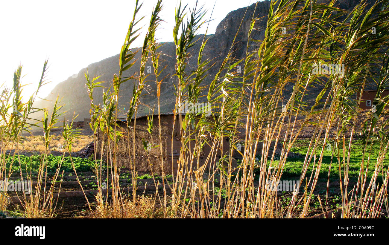 Trekking in the Jebel Sahro region, Morocco Stock Photo - Alamy