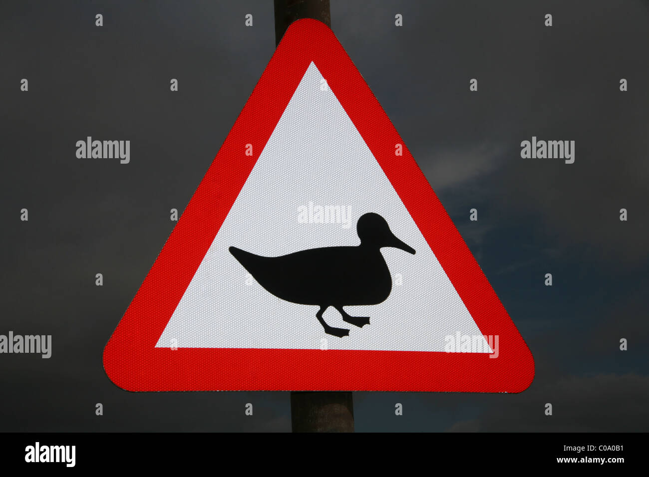 Reflective road warning ducks crossing sign with black clouds rain ...
