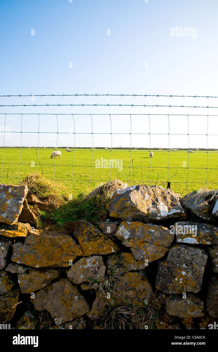 Wall to wall sheep hi-res stock photography and images - Alamy