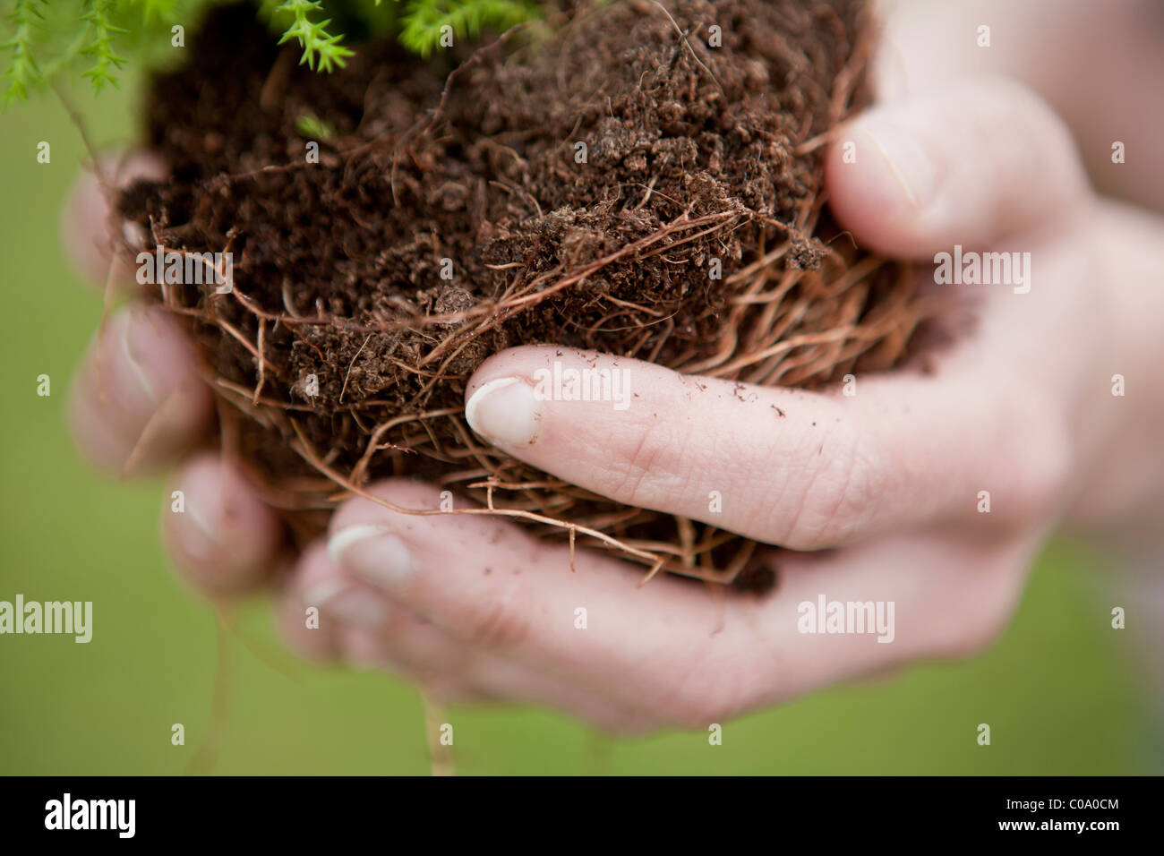 Hand holding roots hi-res stock photography and images - Alamy