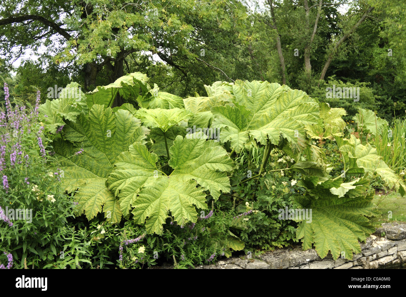 Gunnera leaf hi-res stock photography and images - Alamy