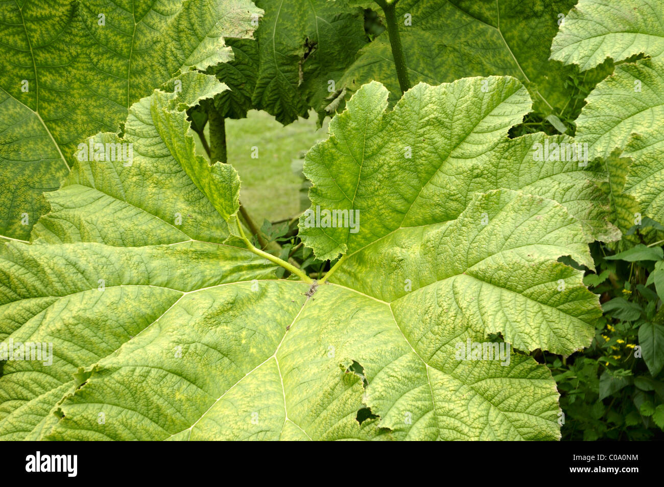 Gunnera leaf hi-res stock photography and images - Alamy