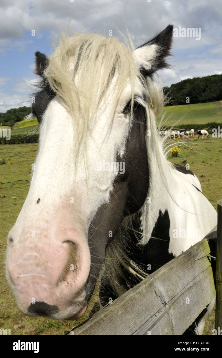 Horses head close up hi-res stock photography and images - Alamy