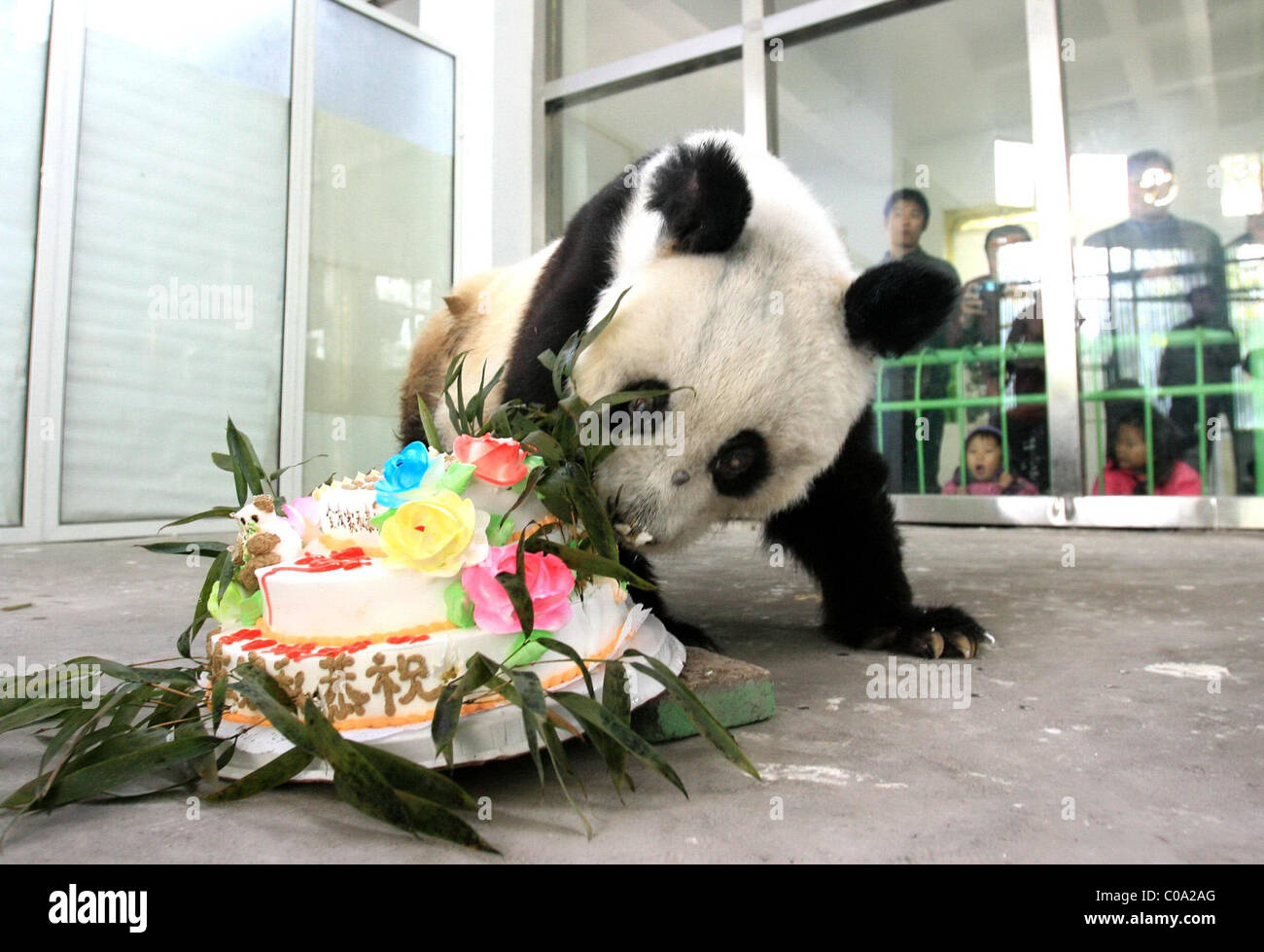 O.A.P (OLD-AGE-PANDA) Here's Tao Tao the panda enjoying her birthday ...