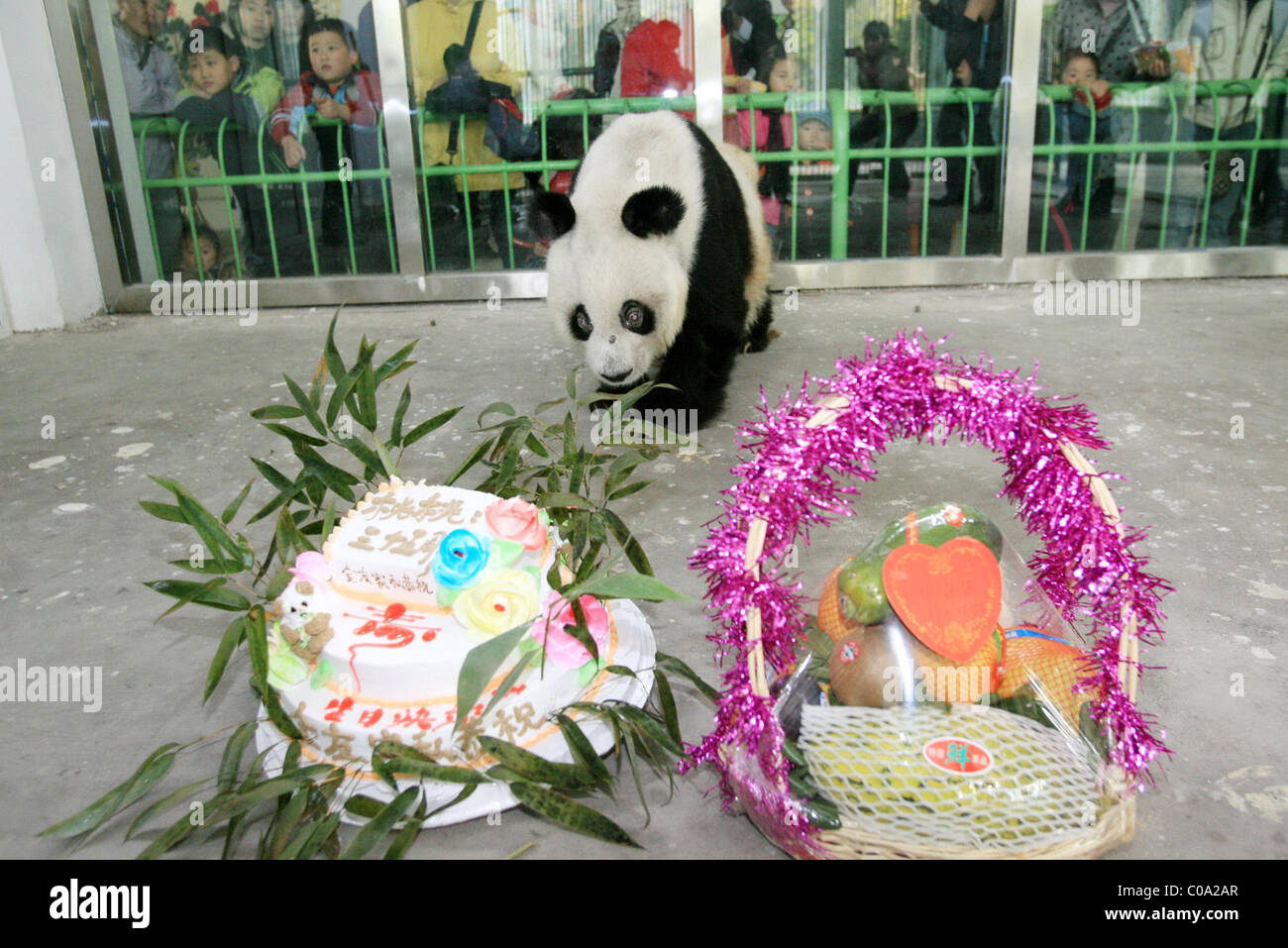 O.A.P (OLD-AGE-PANDA) Here's Tao Tao the panda enjoying her birthday ...