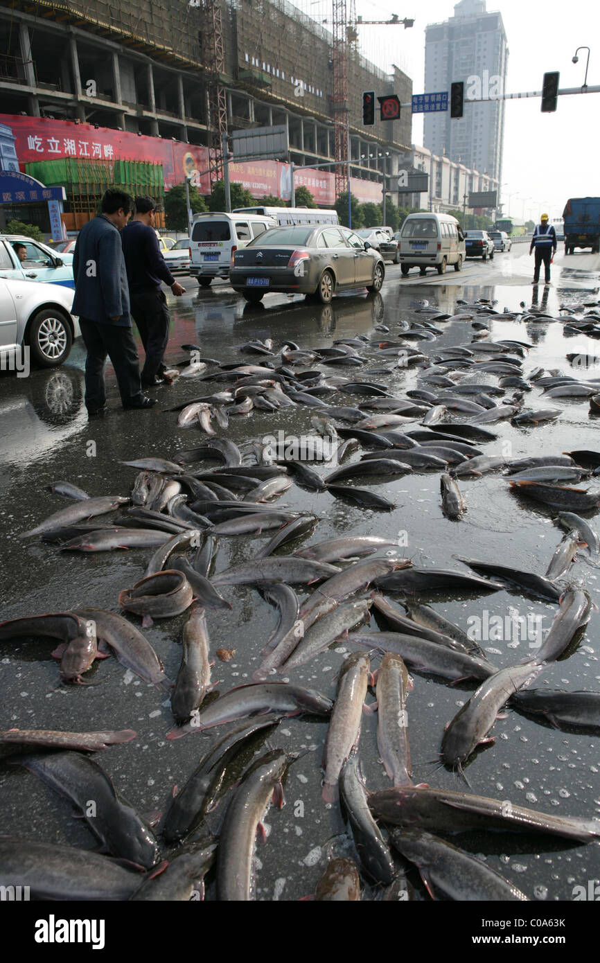 RAINING CATFISH Residents in Changsha, China were shocked to discover ...