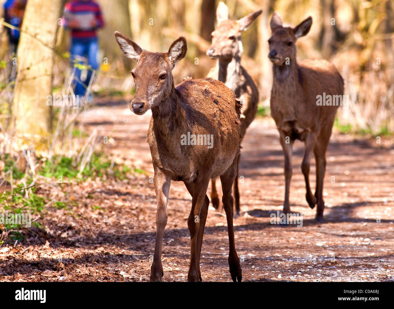 Suffolk spring wildlife hi-res stock photography and images - Alamy