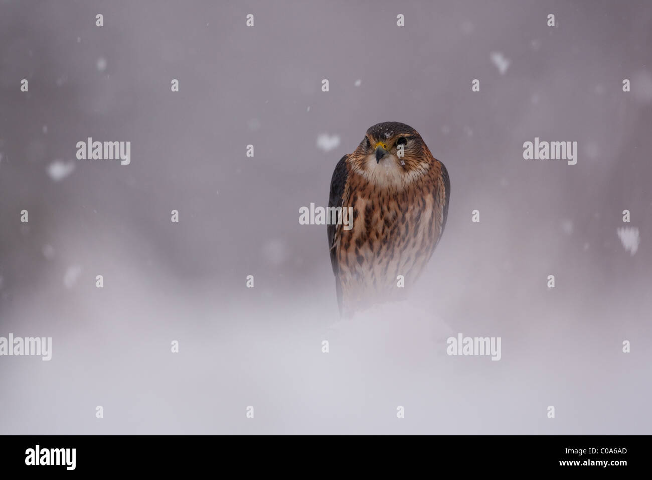 Merlin in snow in the Cairngorms National Park in Scotland (Falconer's ...