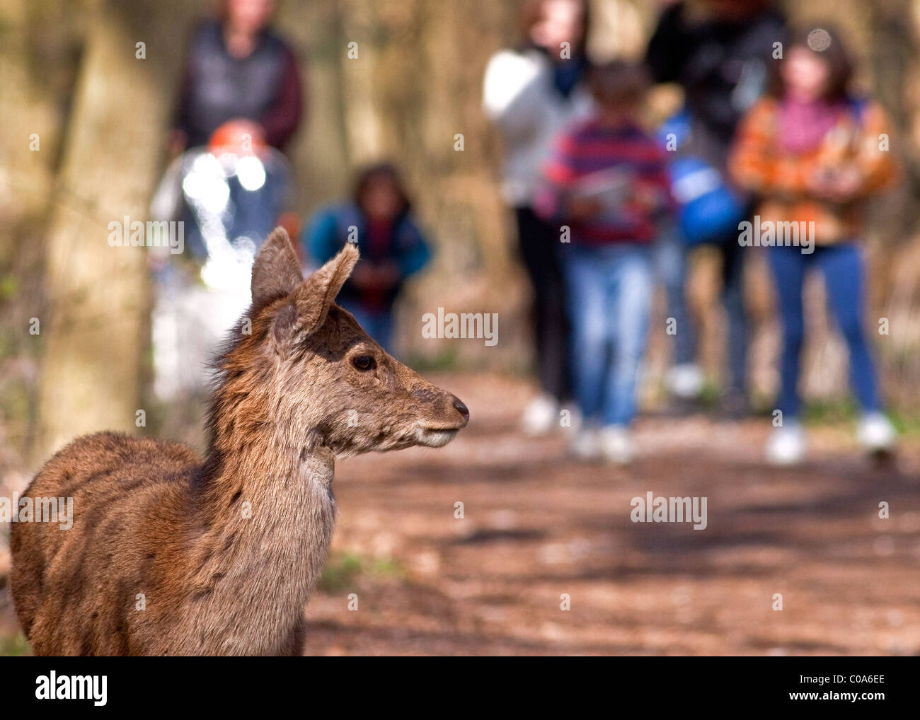 Humans interacting animals hi-res stock photography and images - Alamy