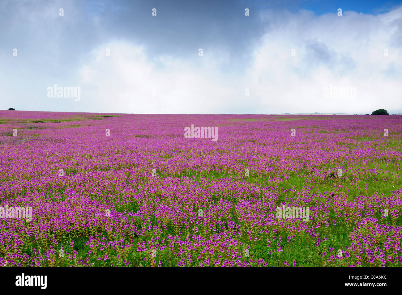 Kaas, The plateau of flowers Stock Photo - Alamy