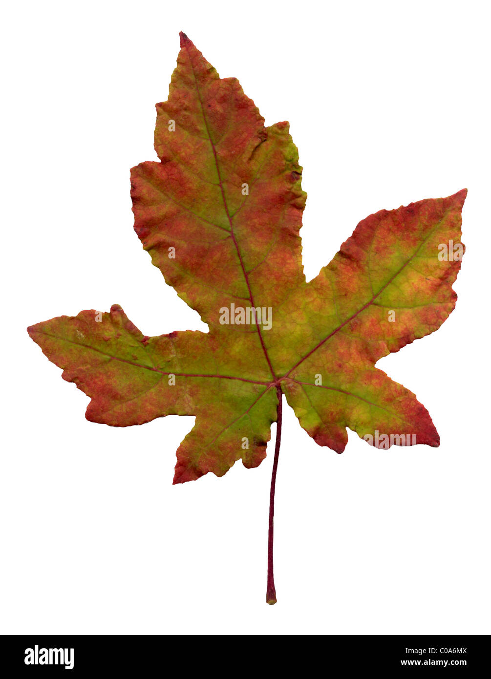 Beautiful autumn maple leaf isolated on white background Stock Photo ...
