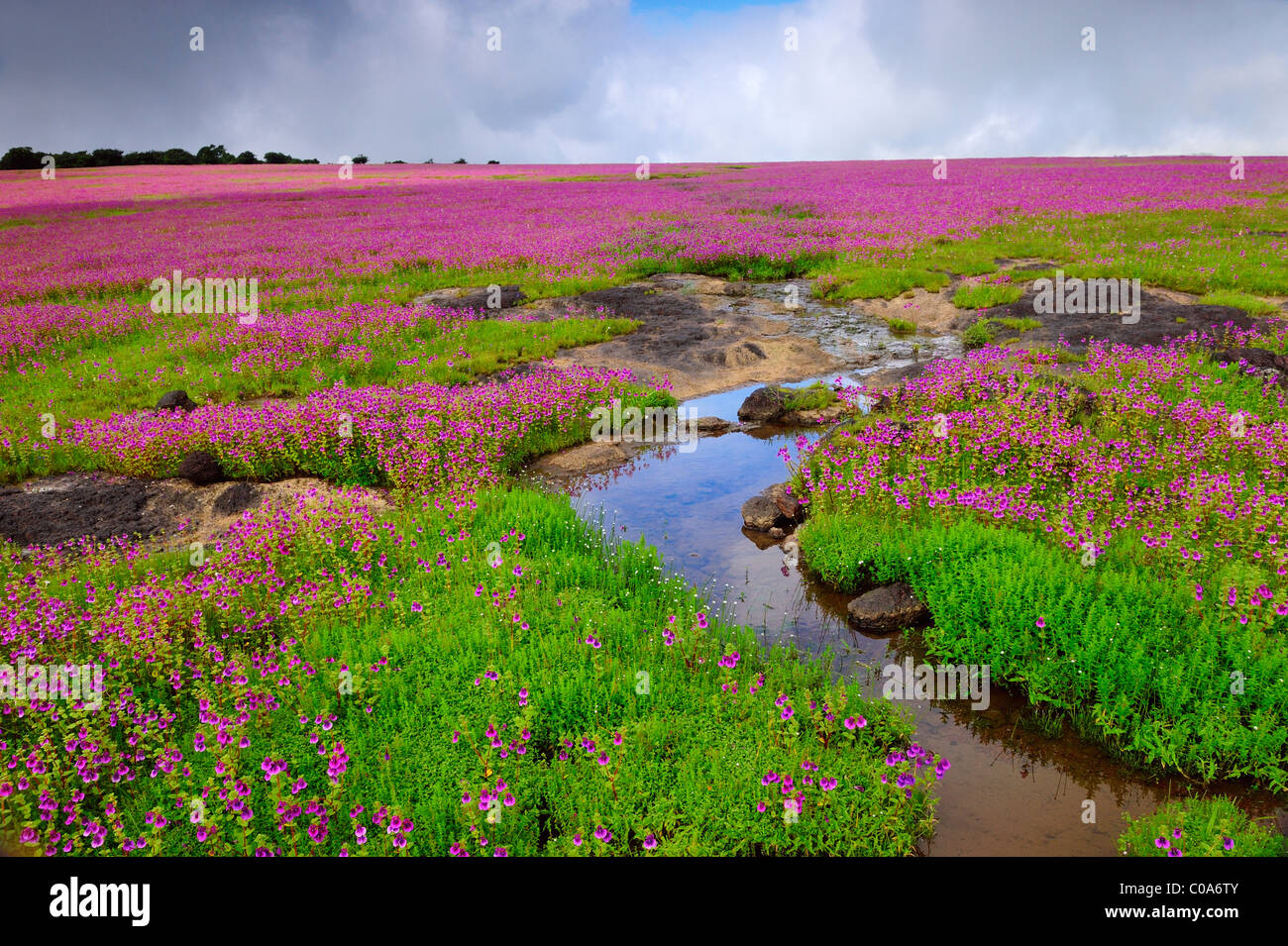 Kaas, The Plateau of Flowers. Made this image at Kaas Plateau in India ...