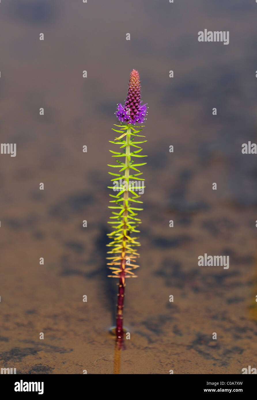 Kaas Plateau Flower Stock Photo - Alamy