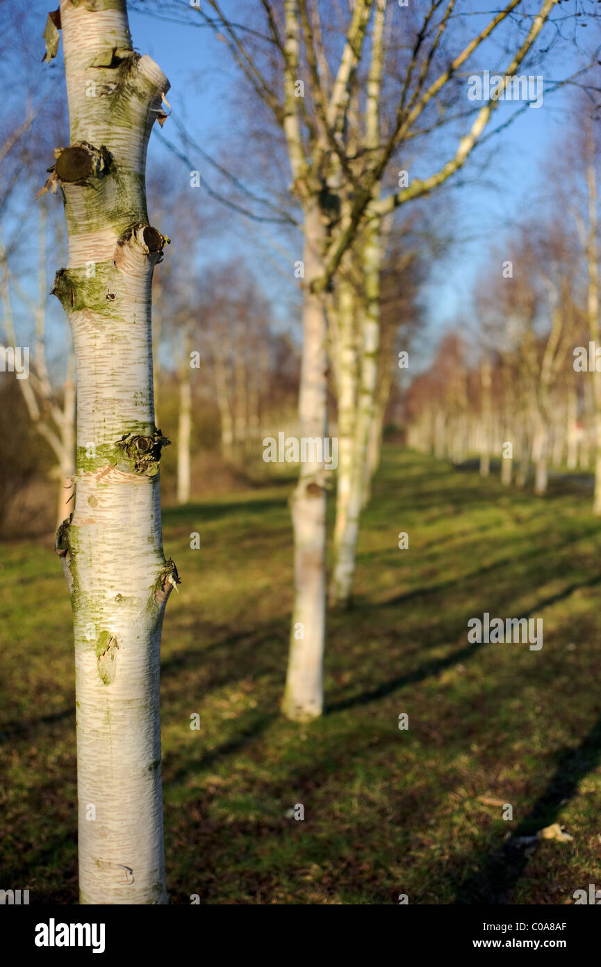 A forest with young birch trees Stock Photo - Alamy