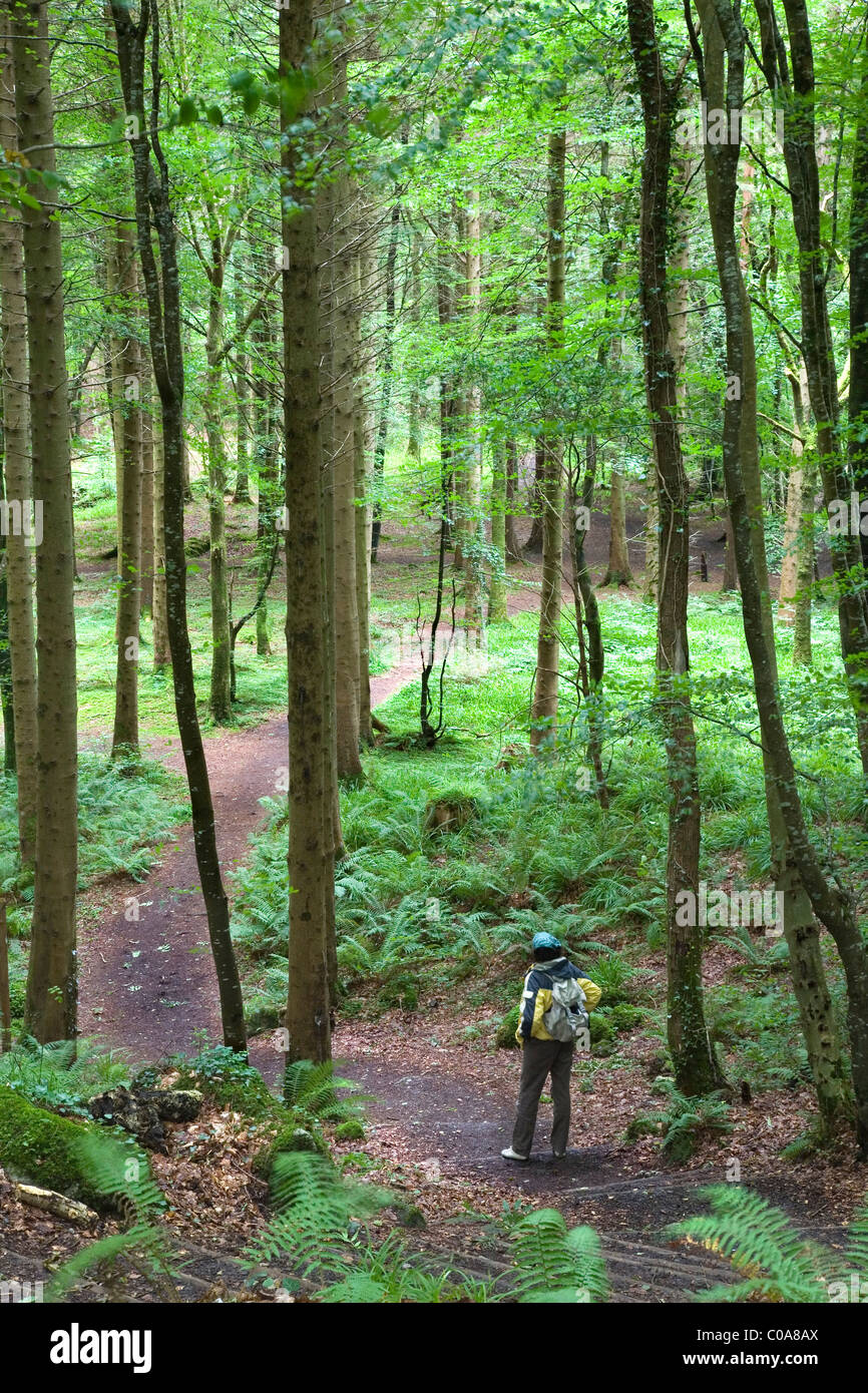 Hiker woman in Dooney Rock Forest. Near Sligo city. County Sligo ...