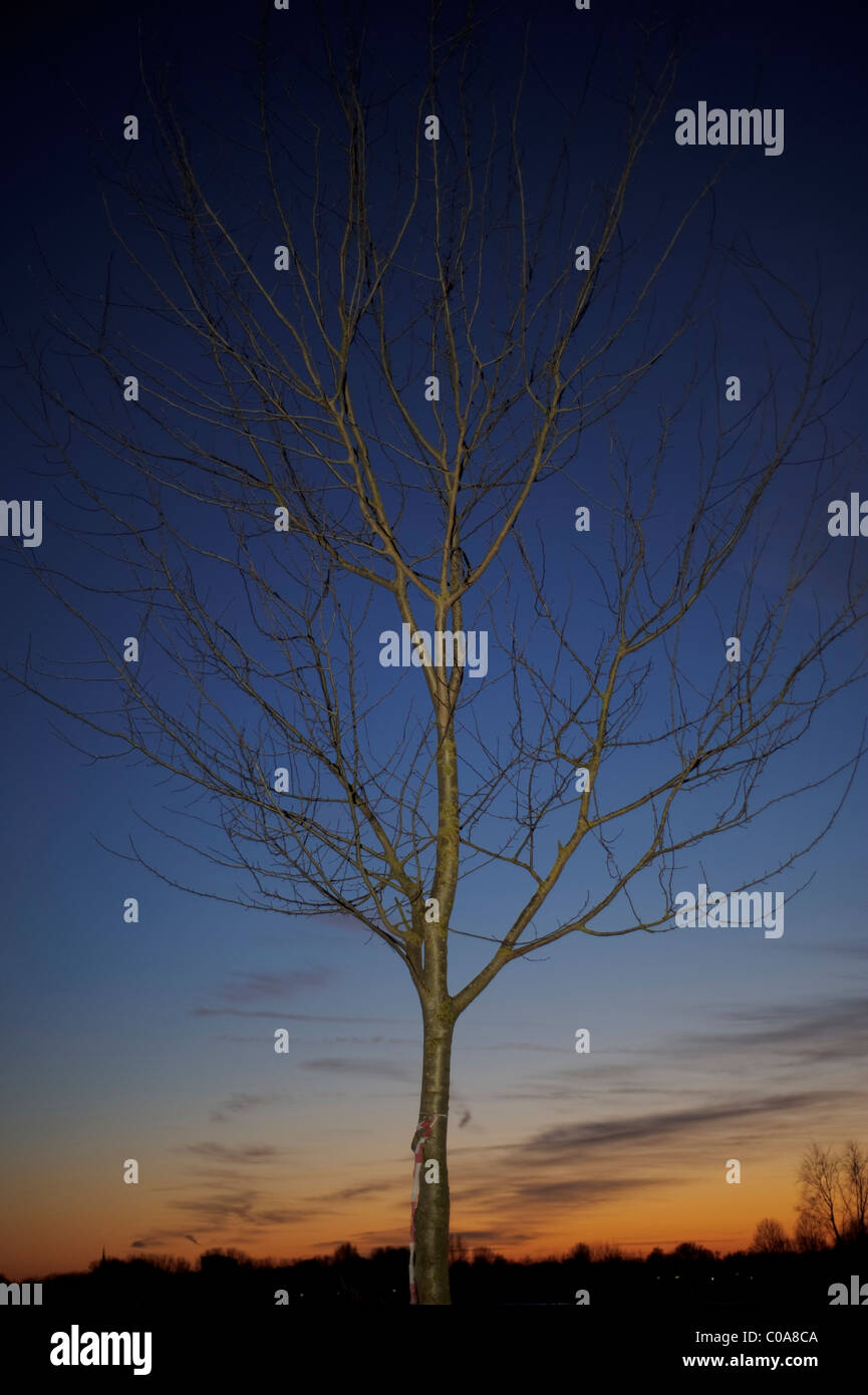 Barren tree hi-res stock photography and images - Alamy