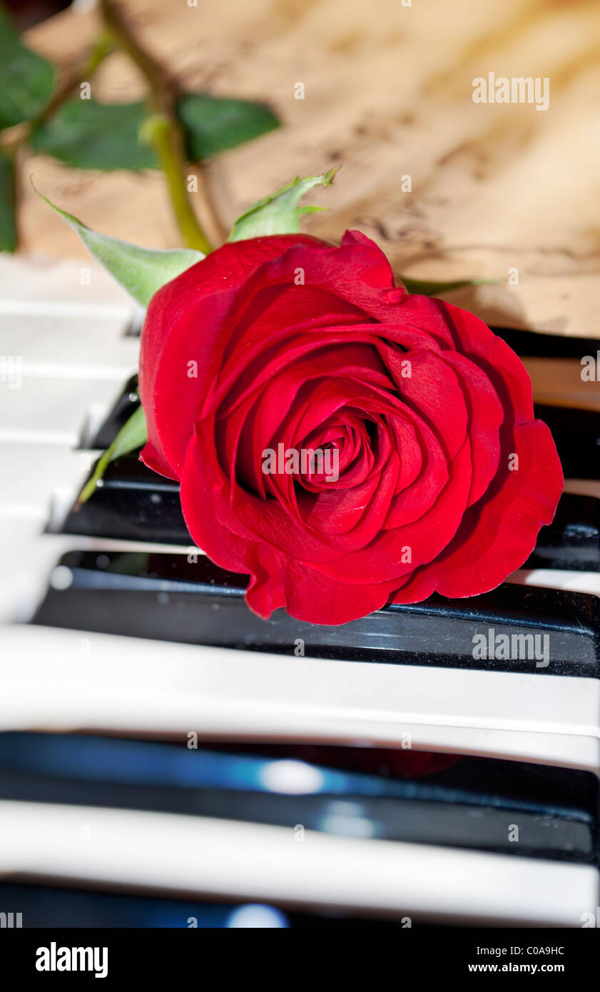 red rose on piano keyboard Stock Photo - Alamy