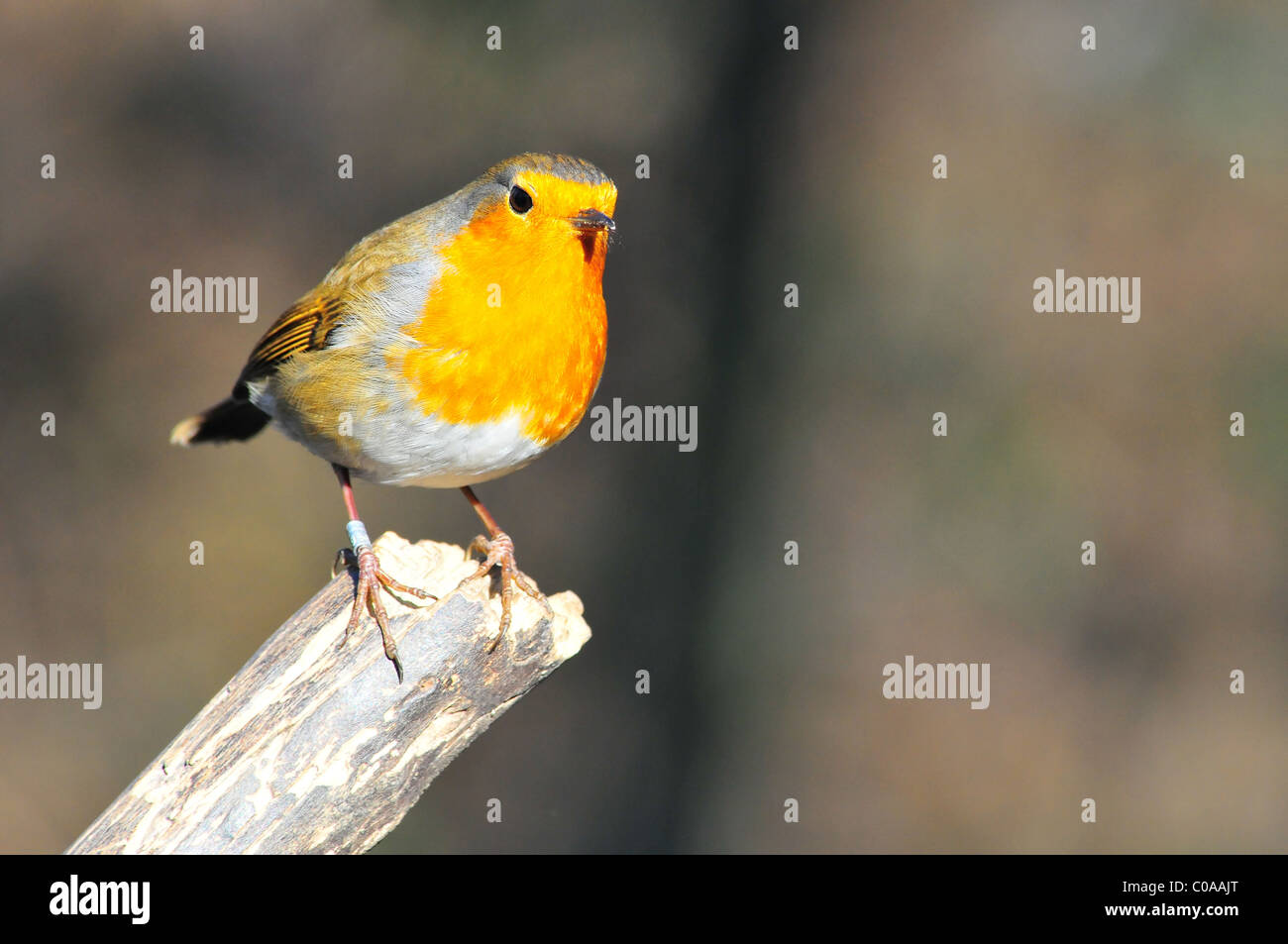 Robin standing hi-res stock photography and images - Alamy