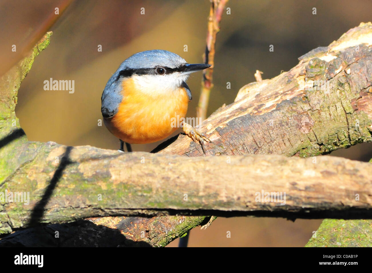 British nuthatch hi-res stock photography and images - Alamy
