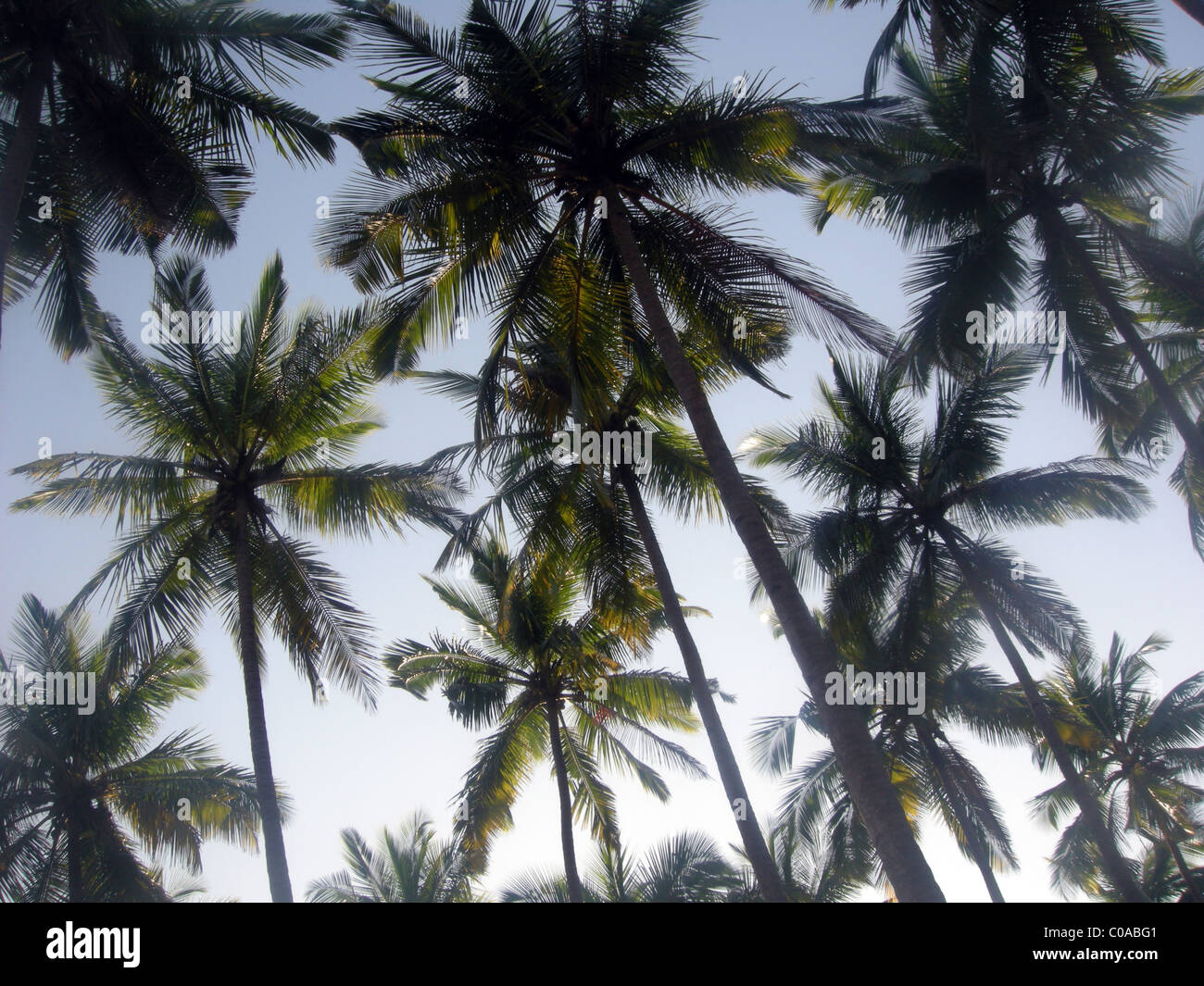 INDIA. PALM TREES IN A BEACH IN GOA Stock Photo - Alamy