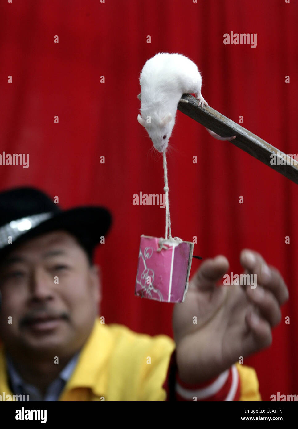 RAT ACROBATS Revealing the latest in entertainment - rat acrobatics ...