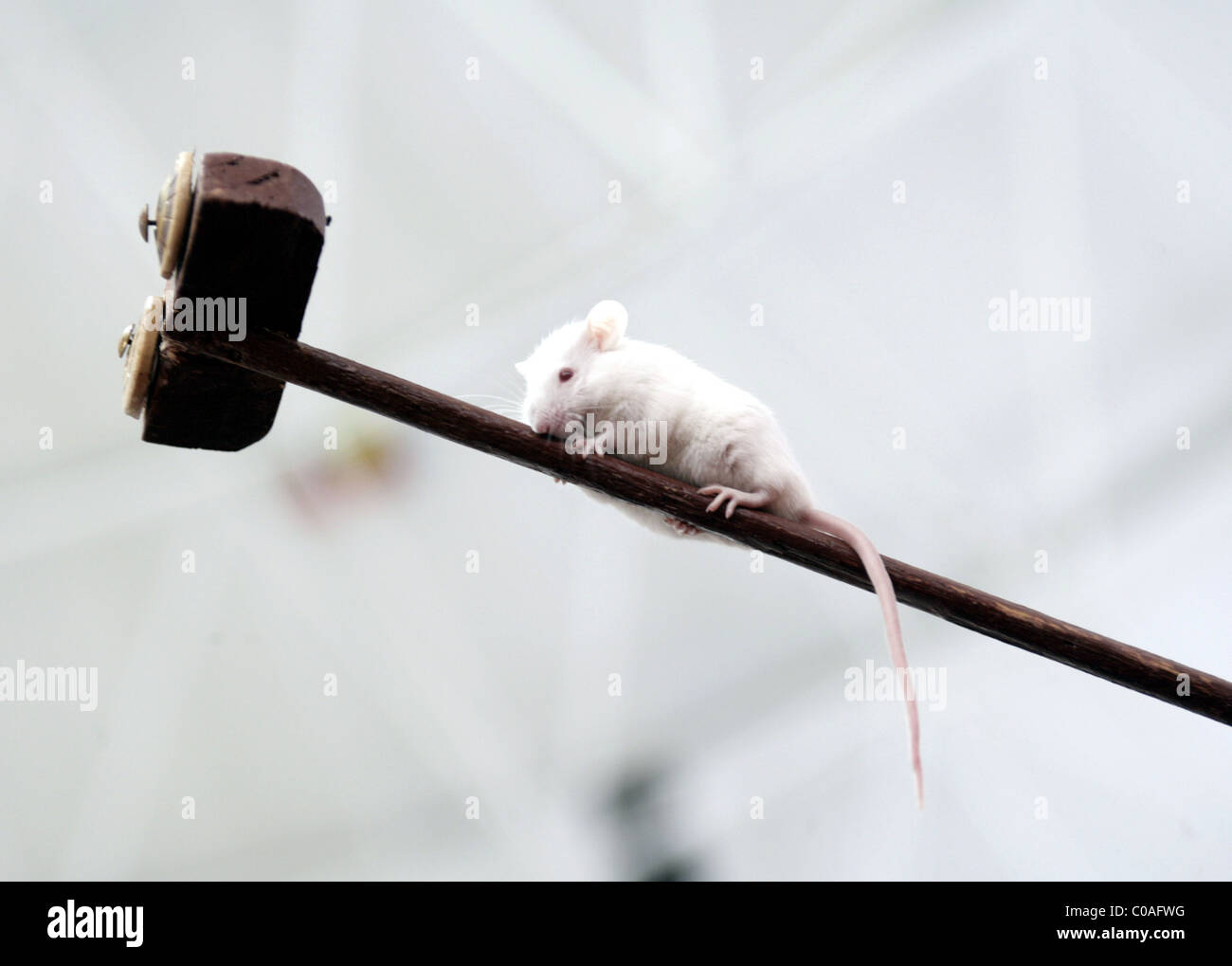 RAT ACROBATS Revealing the latest in entertainment - rat acrobatics ...