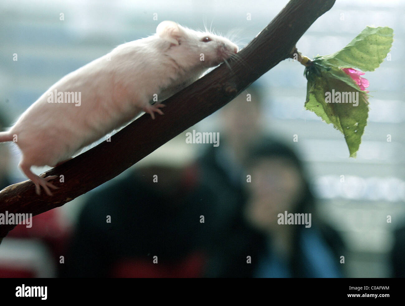 RAT ACROBATS Revealing the latest in entertainment - rat acrobatics ...