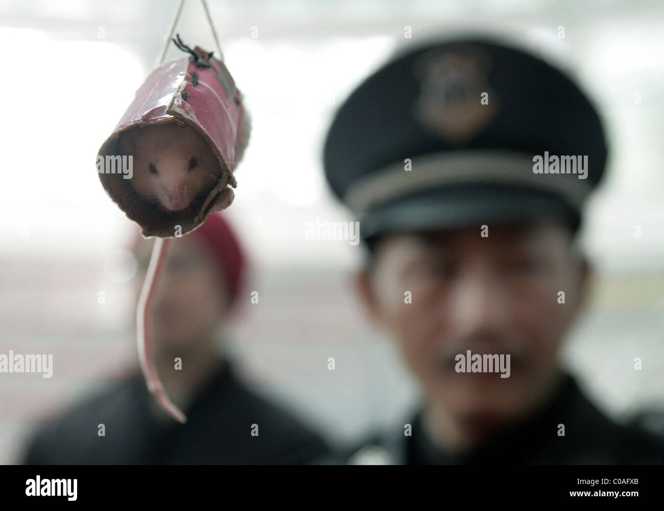 RAT ACROBATS Revealing the latest in entertainment - rat acrobatics ...