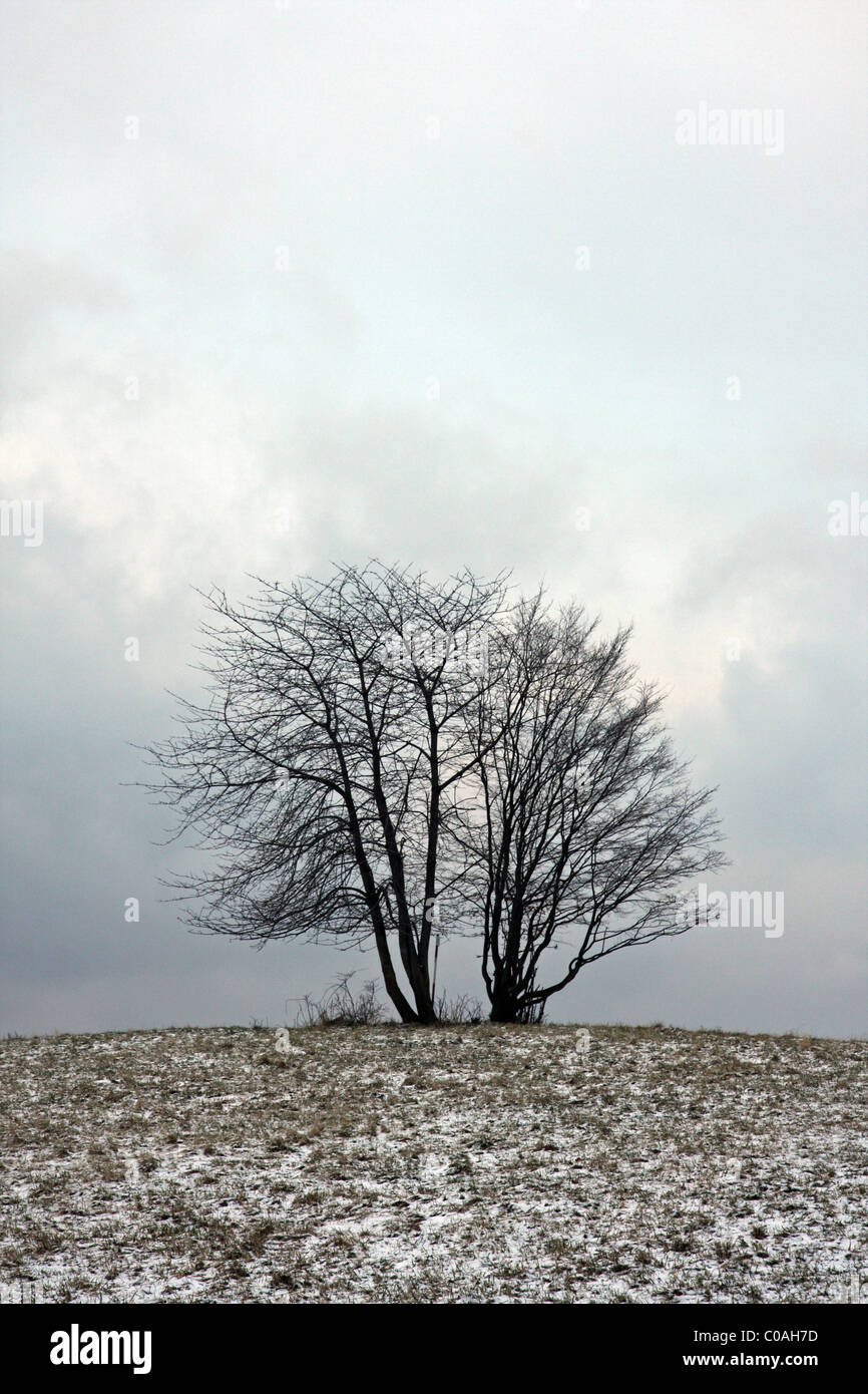 Lonely tree in winter landscape Stock Photo - Alamy