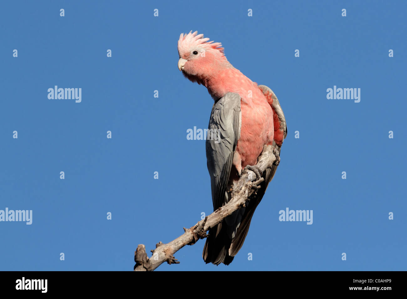 Galah Cockatoo Flying