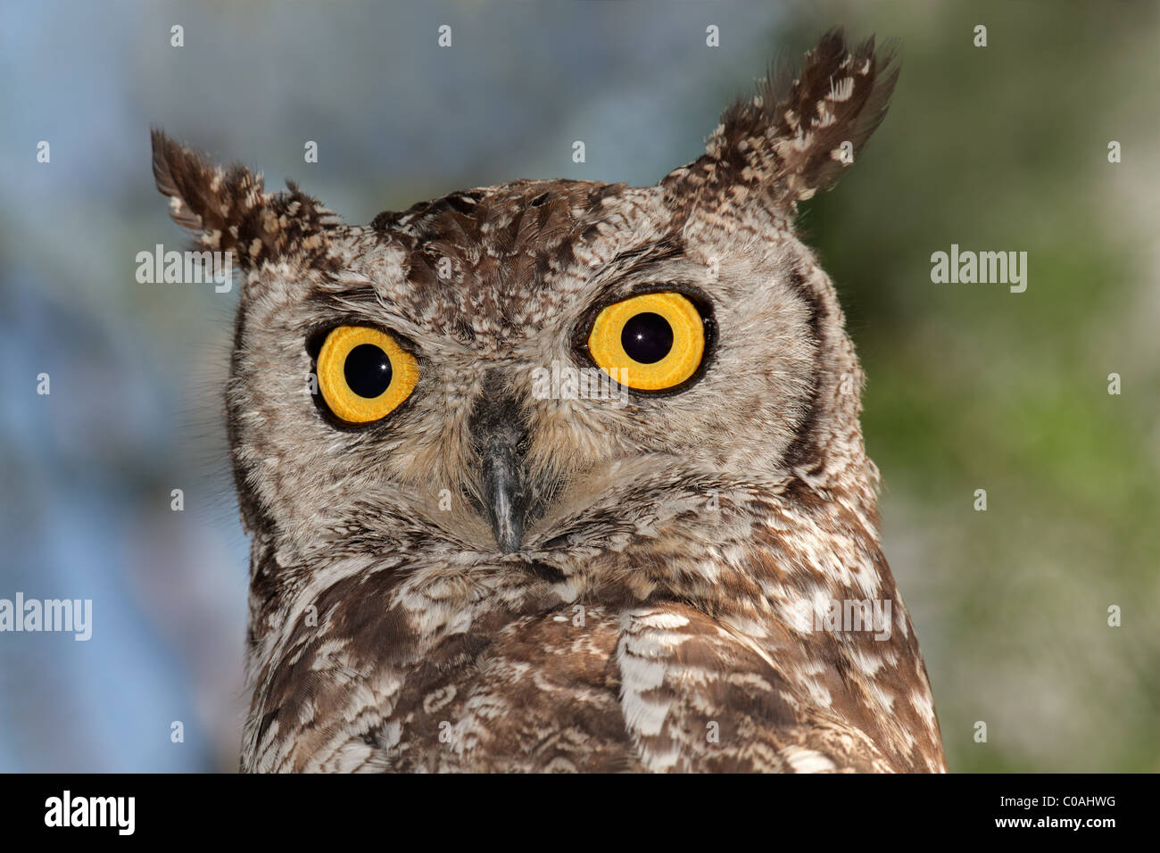 Close-up portrait of a spotted eagle-owl (Bubo africanus) with large ...