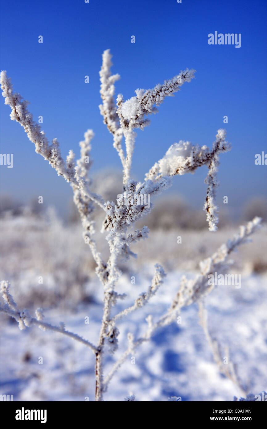 Mullein (Verbascum densiflorum) in winter Stock Photo - Alamy