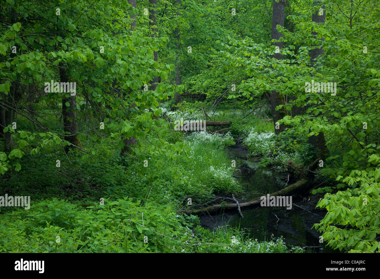 Bialowieza forest river hi-res stock photography and images - Alamy