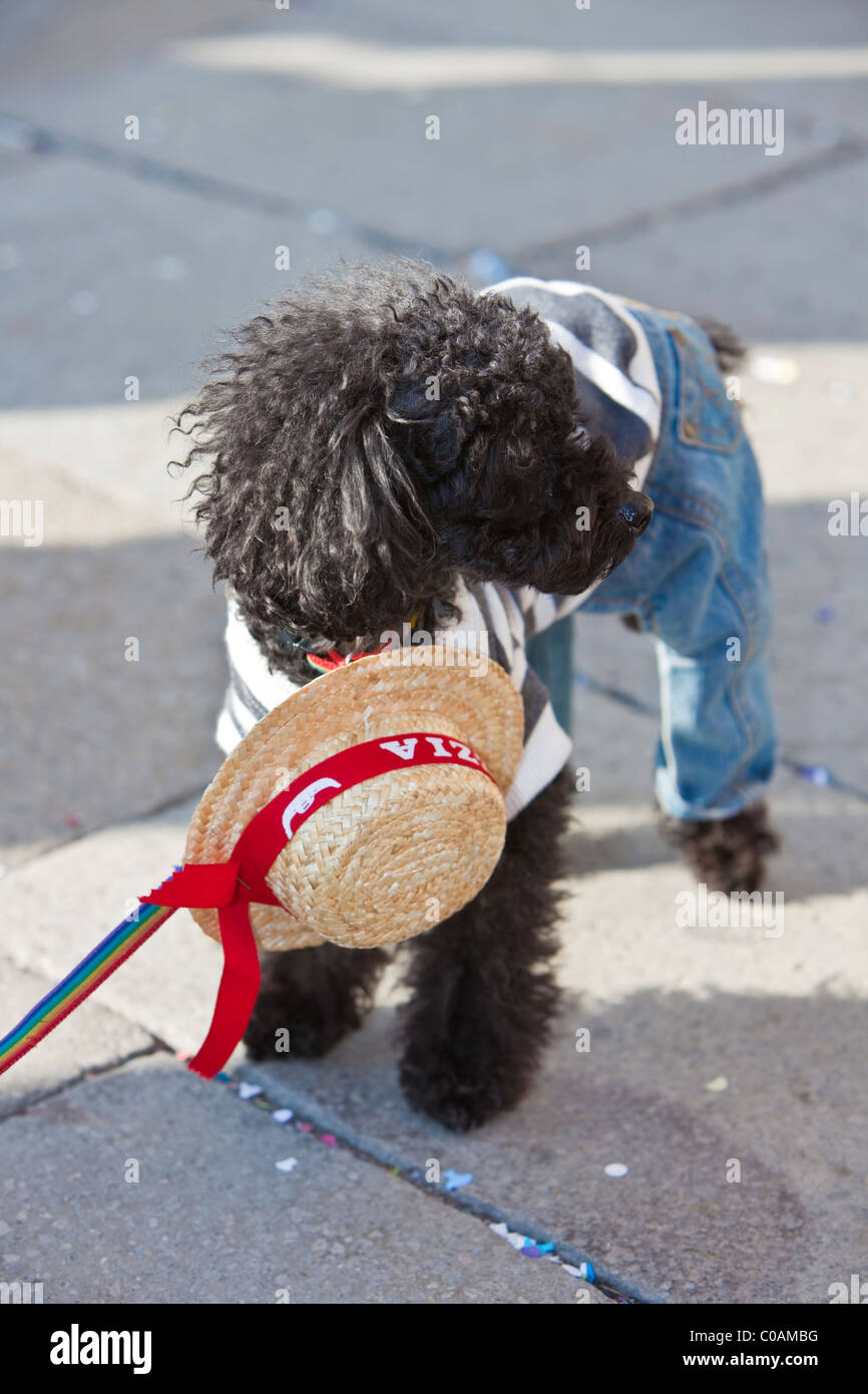 A dog in costume at the Venice Carnival Stock Photo - Alamy