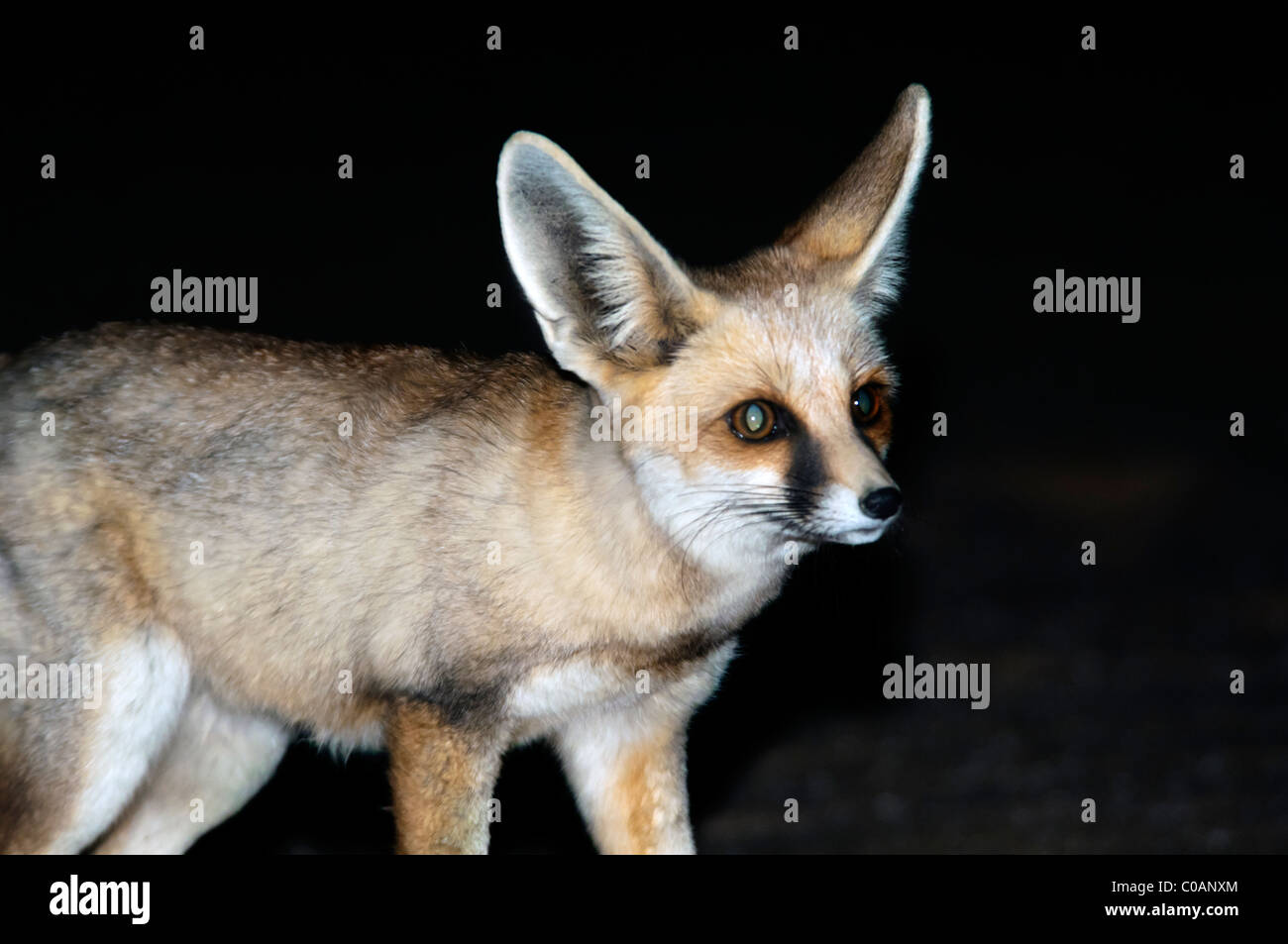 Sand Fox in the White Desert Western Egypt Stock Photo - Alamy