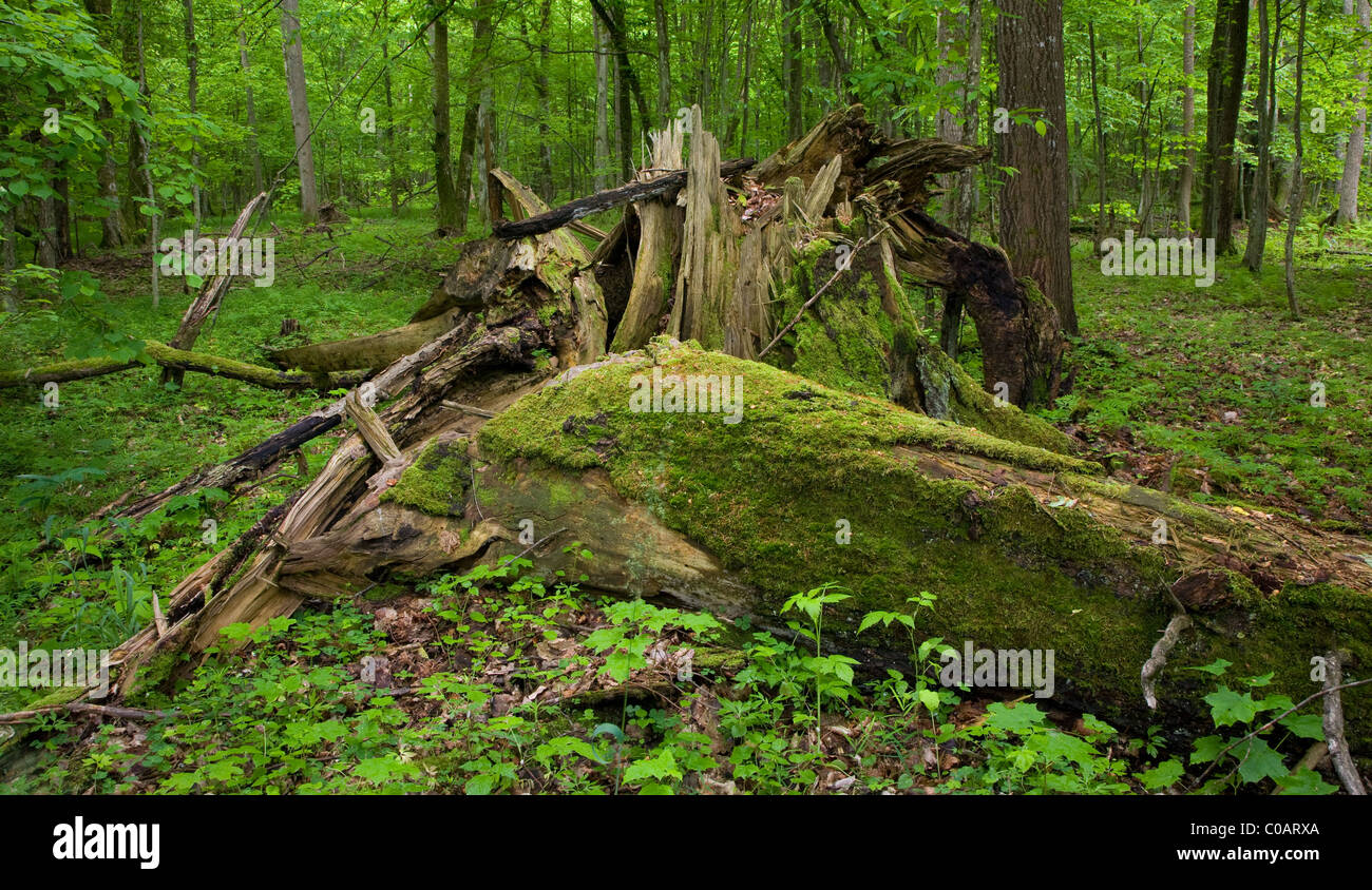 Big old dead oak tree in an oak forest hi-res stock photography and ...