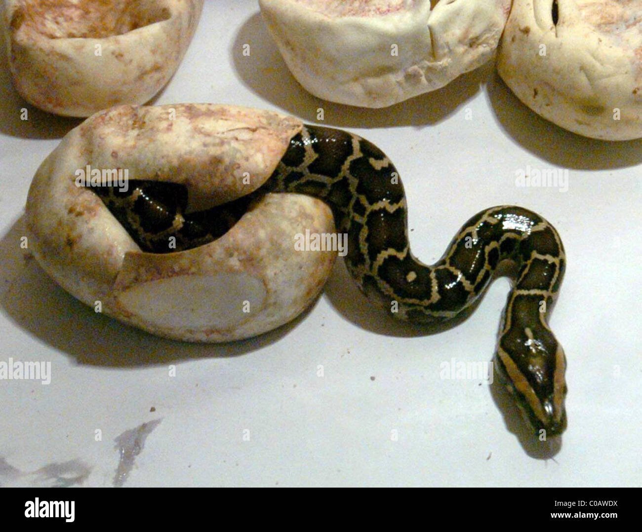 BABY BOA This baby boa has 40 brothers and sisters to get acquainted ...
