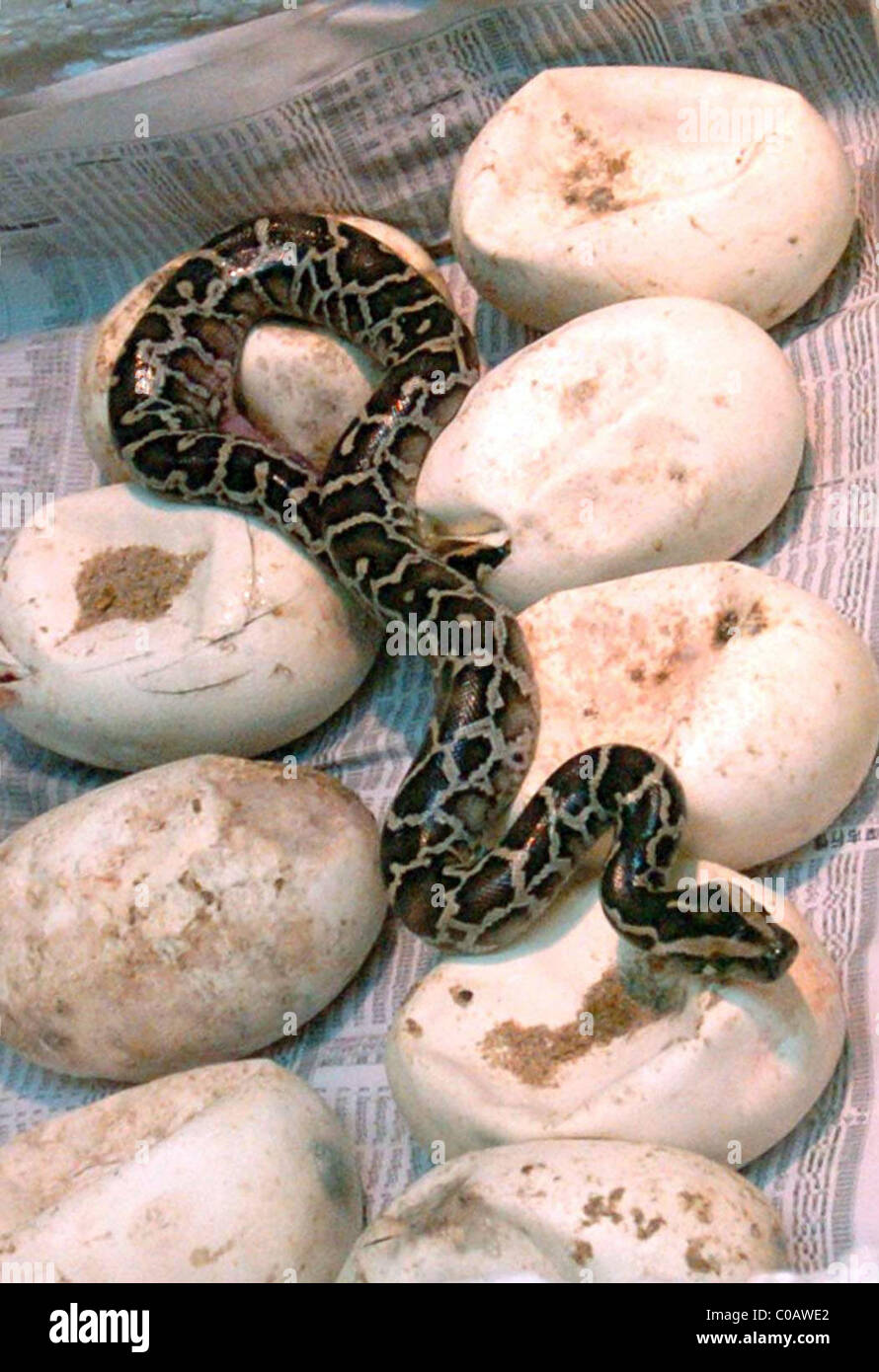 BABY BOA This baby boa has 40 brothers and sisters to get acquainted ...