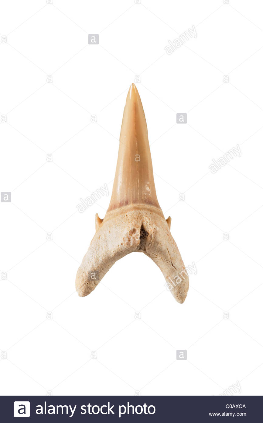 Preserved Teeth High Resolution Stock Photography and Images - Alamy