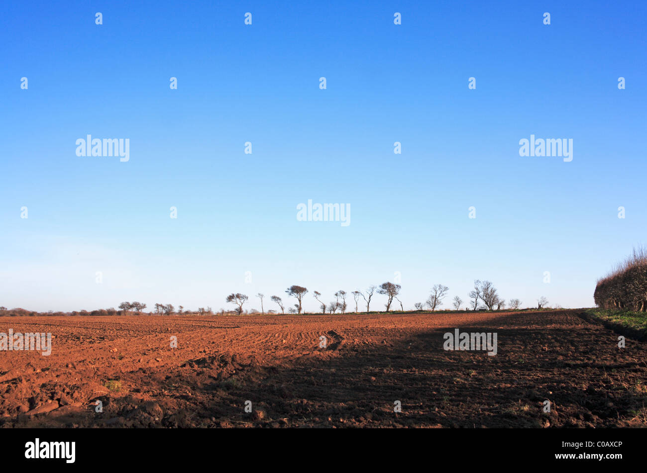 Weathered Trees High Resolution Stock Photography and Images - Alamy