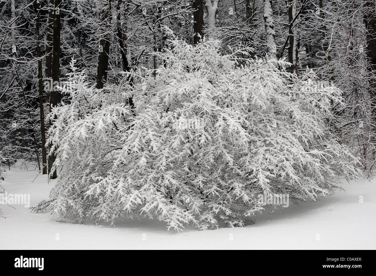 Snowy winter scene Stock Photo - Alamy