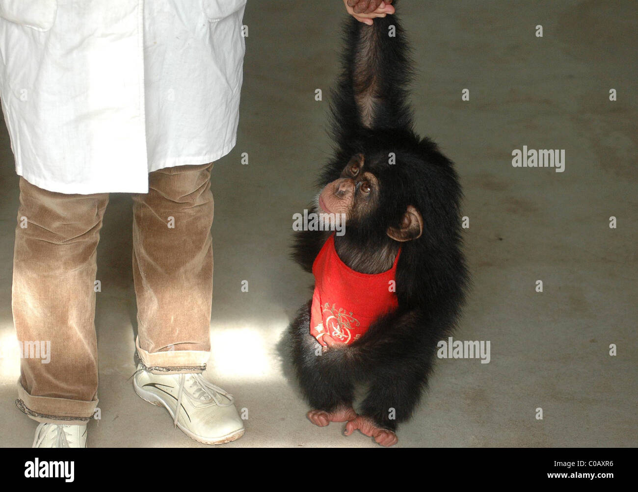 ANIMAL INJECTIONS AT THE ZOO This baby chimp puts on a brave face while ...