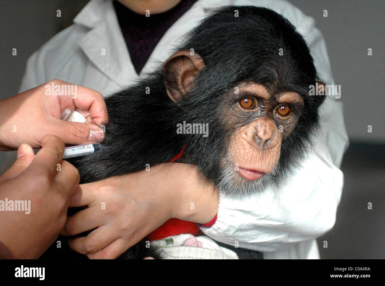 ANIMAL INJECTIONS AT THE ZOO This baby chimp puts on a brave face while ...