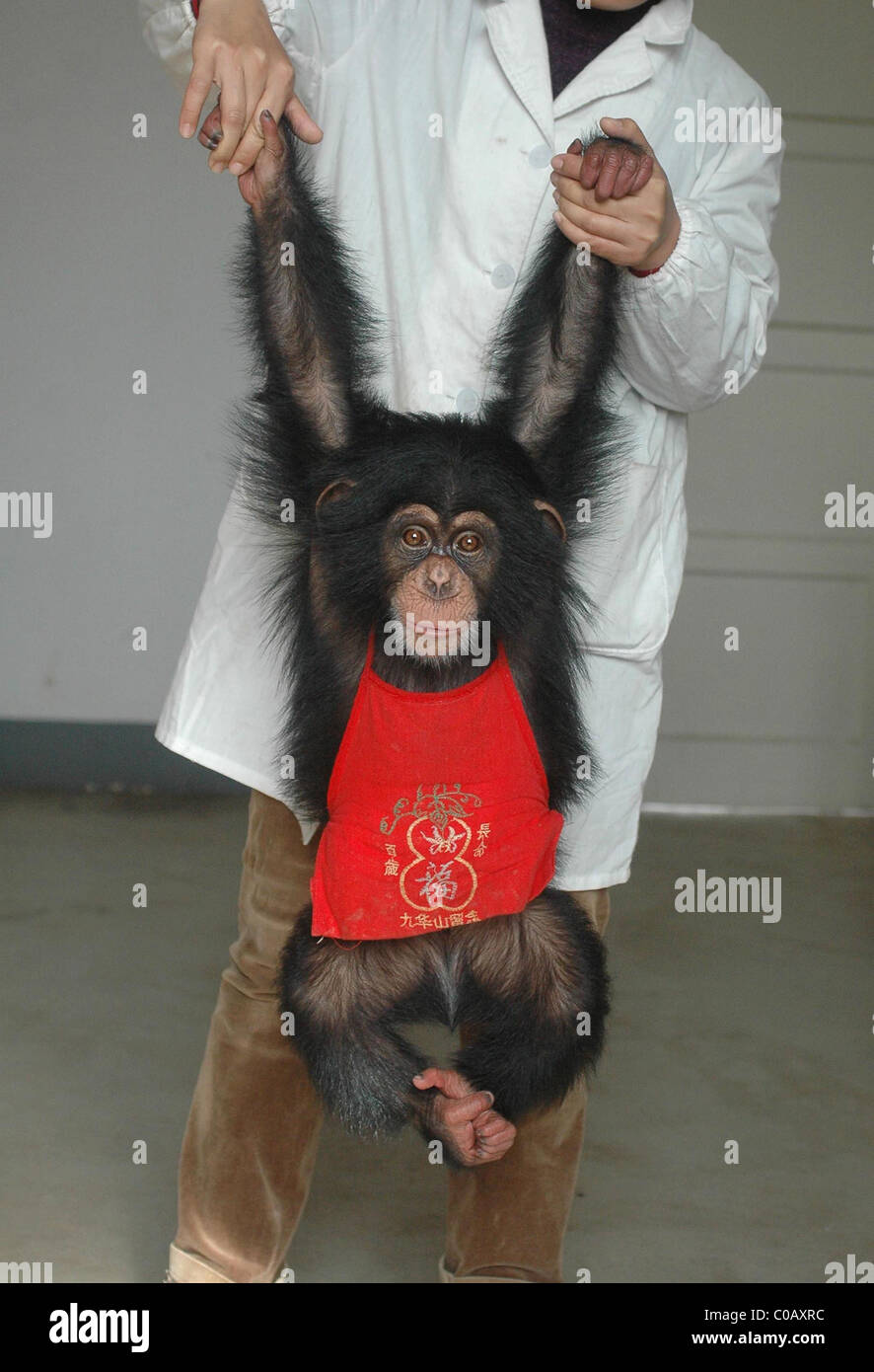 ANIMAL INJECTIONS AT THE ZOO This baby chimp puts on a brave face while ...